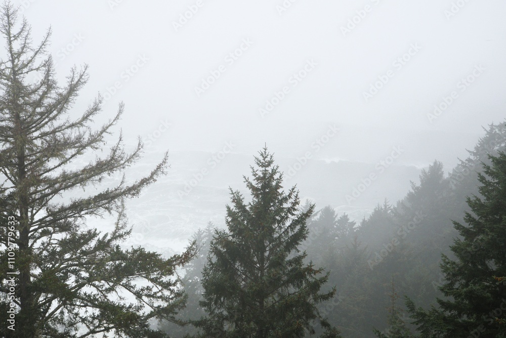View from the top of a headland looking down through silhouetted pine ...