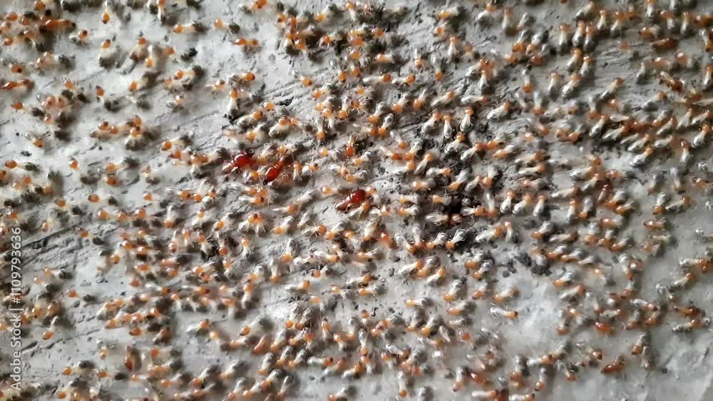 Termites are small insects that live and nest underground. Termites ...