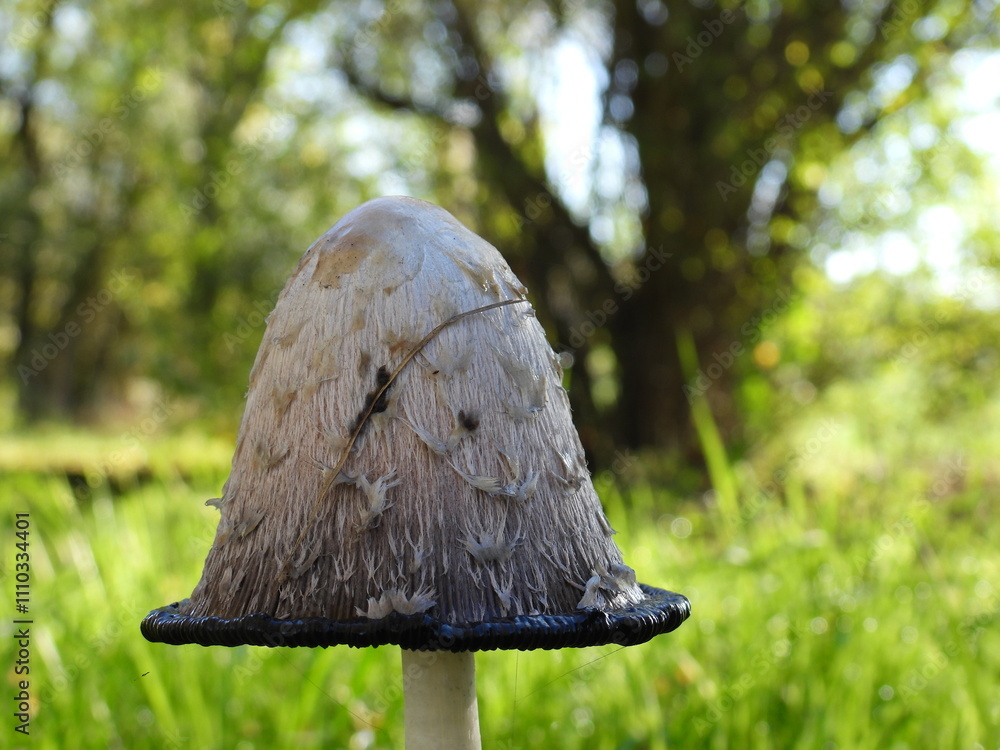 Pilz des Jahres 2024, der Schopf-Tintling, auch Spargelpilz genannt ...