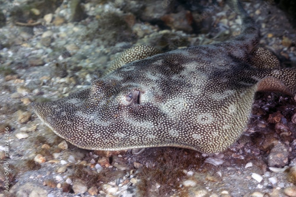 Atlantic stingray (Hypanus sabinus) at the Blue Heron Bridge, Phil ...