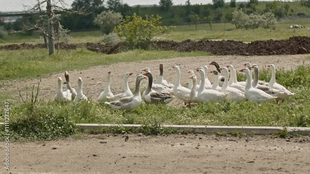 A flock of geese outdoors in nature at a village in a rustic area ...