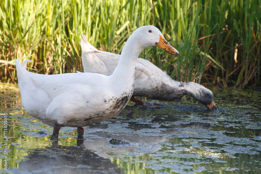 Cute white duck looking for food on wet mud soil land in the rice file ...