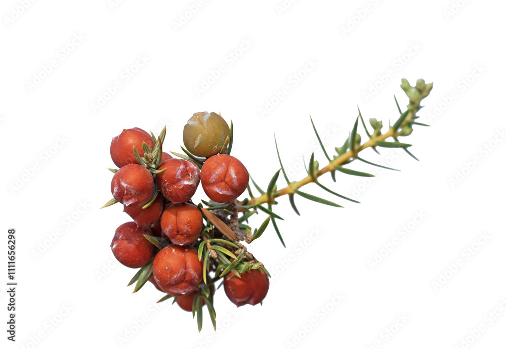 Cones of the Cade juniper tree (Juniperus oxycedrus) isolated on white ...