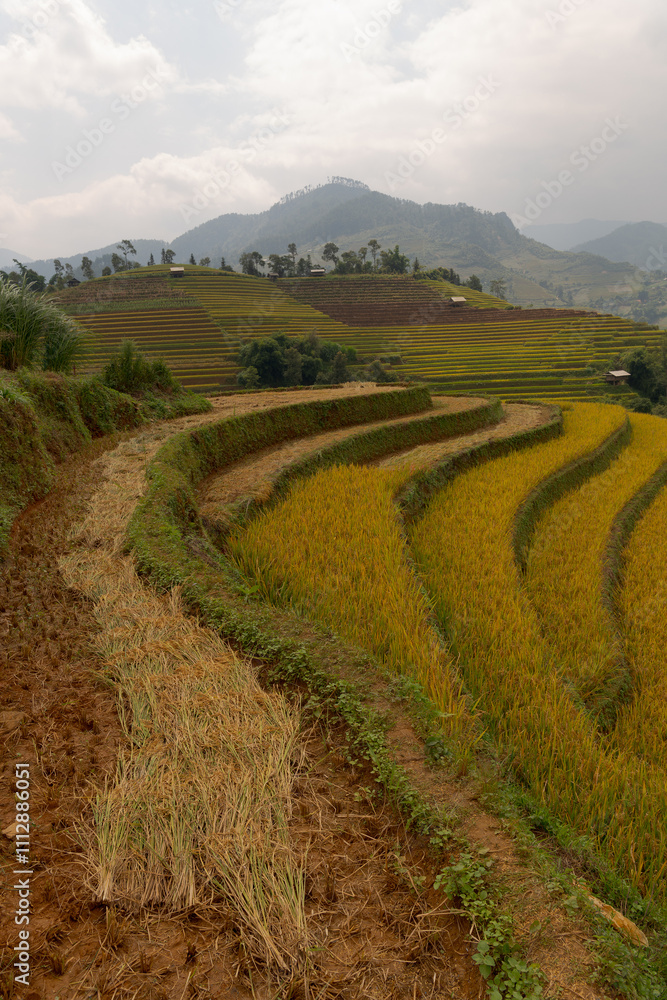 Verdant Rice Terraces in Cambodia's Scenic Landscape Stock Photo ...