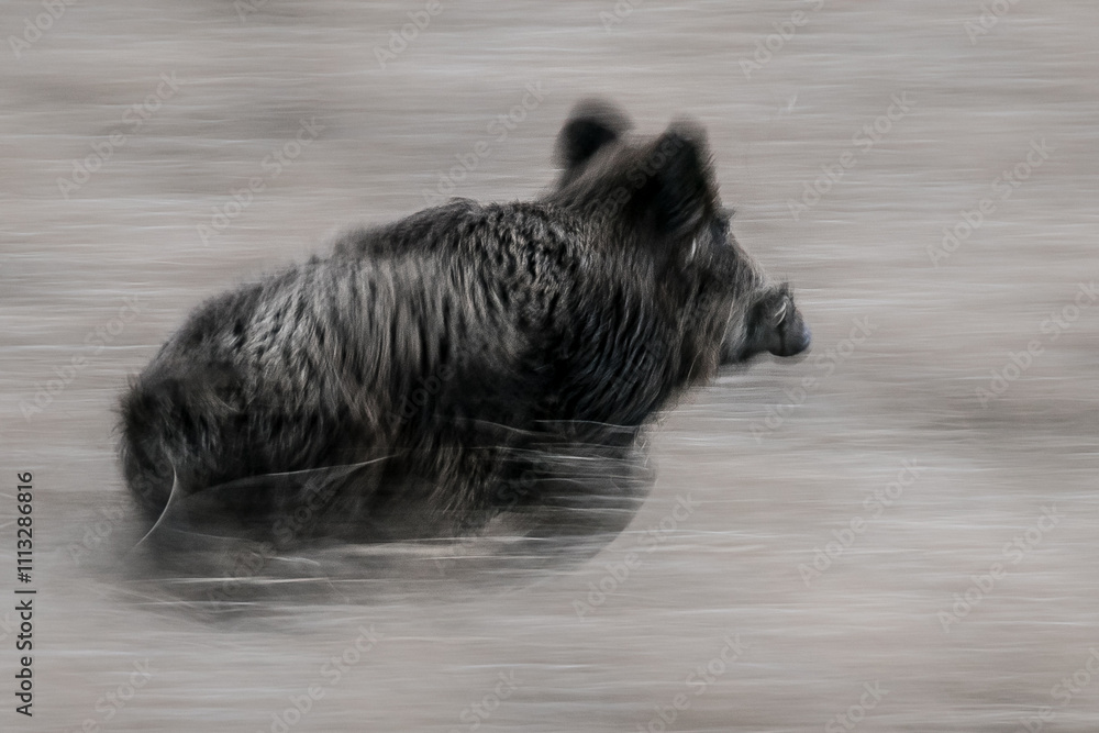 wild boar rushing through deep grass, panning, moving photo, captured ...