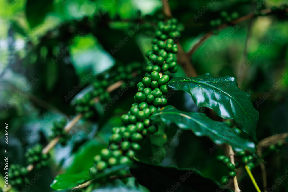 green raw Arabica coffee on coffee Plant in the big forest, at chiang ...