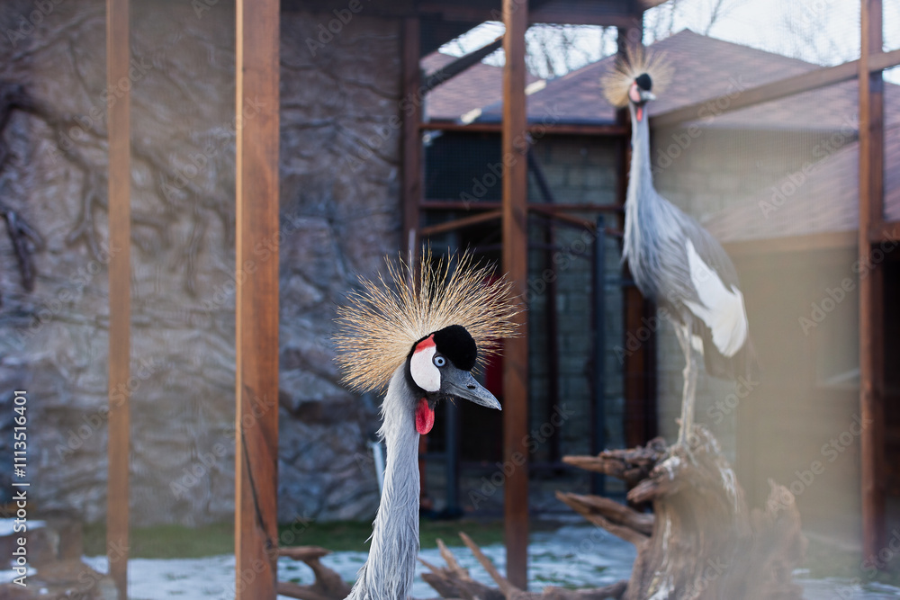 Crowned crane lat. Balearica pavonina close-up. Beautiful southern bird ...