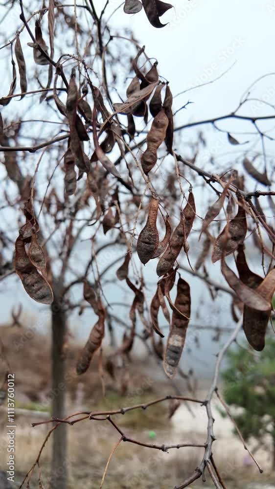 carob tree. A tree with dangling seedpods. Catalpa. Sword like tall ...
