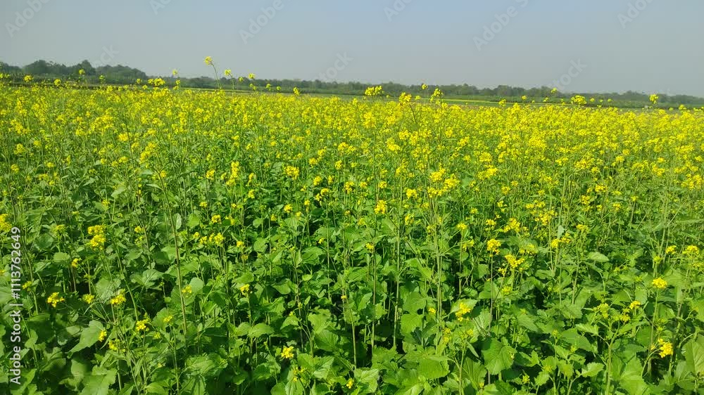 Mustard plants farm ( sarso khet) having yellow growing flower bloom ...