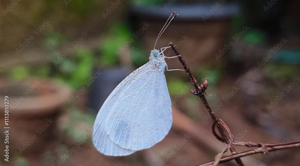 Leptosia nina or the psyche beautiful small Indian white and black ...