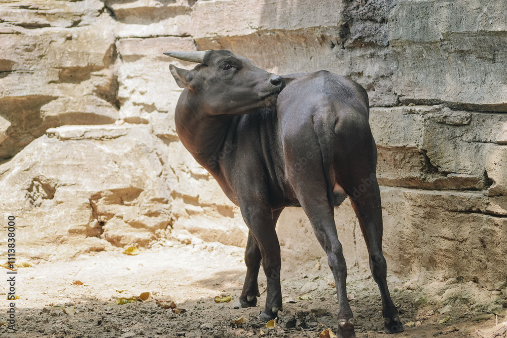 Lowland anoa or Bubalus depressicornis is an endemic species from ...