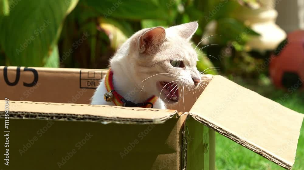 A little curious kitten climbing and escaping the cardboard box, with ...