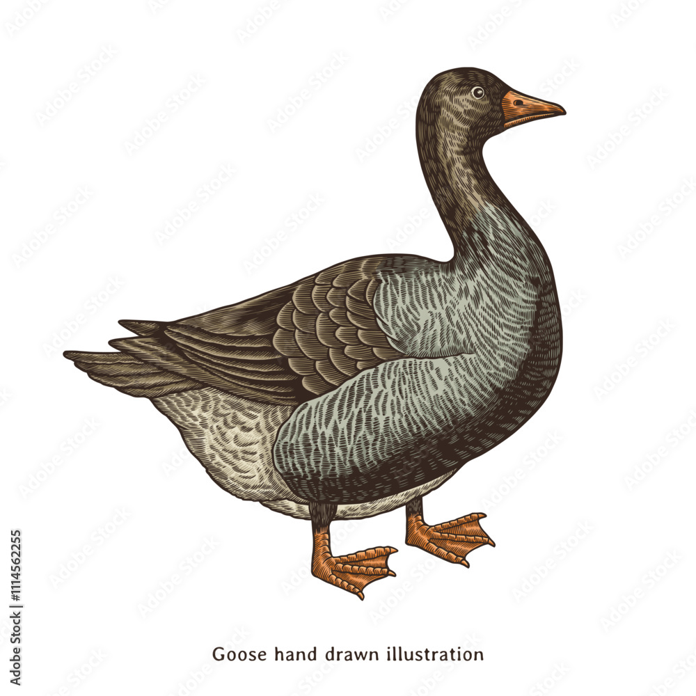 Goose illustration. Goose hand drawn illustration in vintage style ...