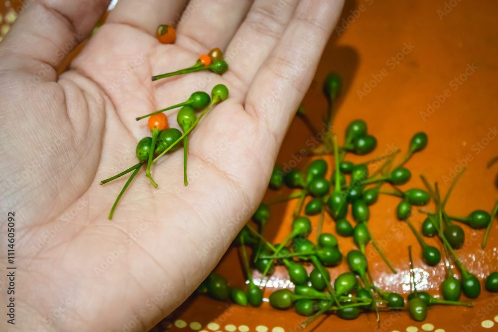 Hand holding Chiltepín, Chiltepe in Nahuatl, also known as Chile de ...