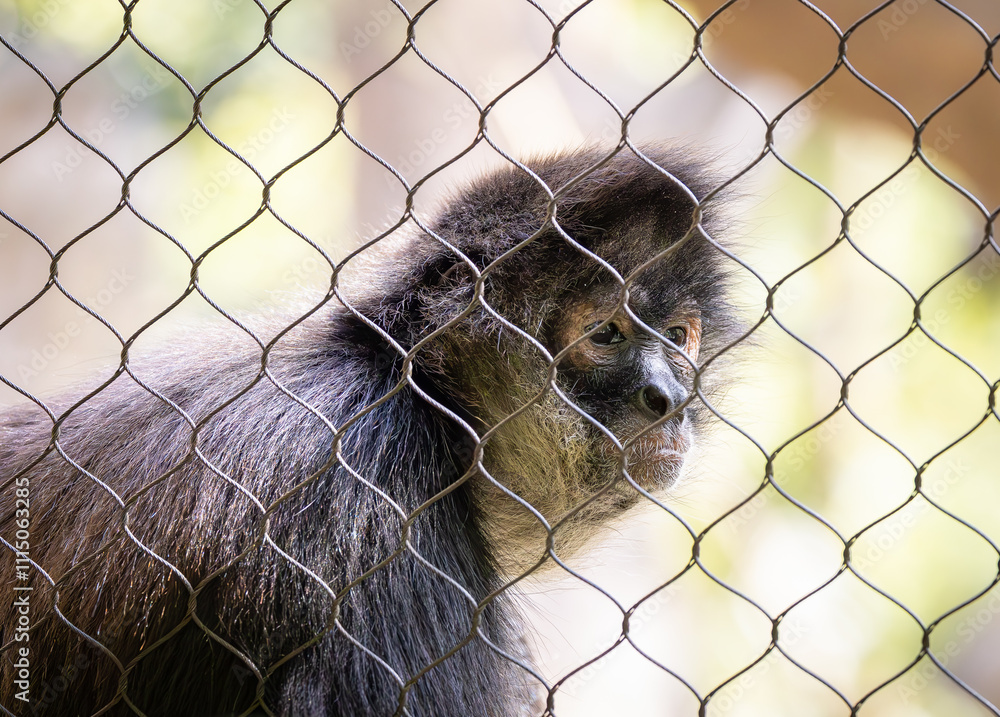 The Mexican Spider Monkey by the fence at the zoo. Critically endangered due to the habitat loss ...