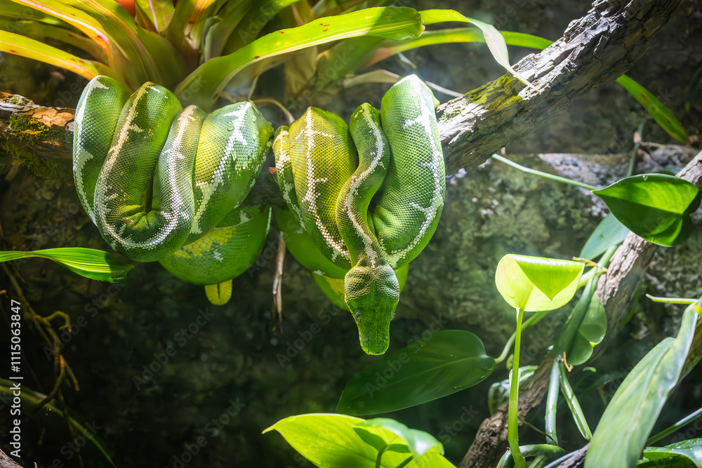 Emerald Tree Boa coiled around tree branch in a zoo herpetarium. Native ...