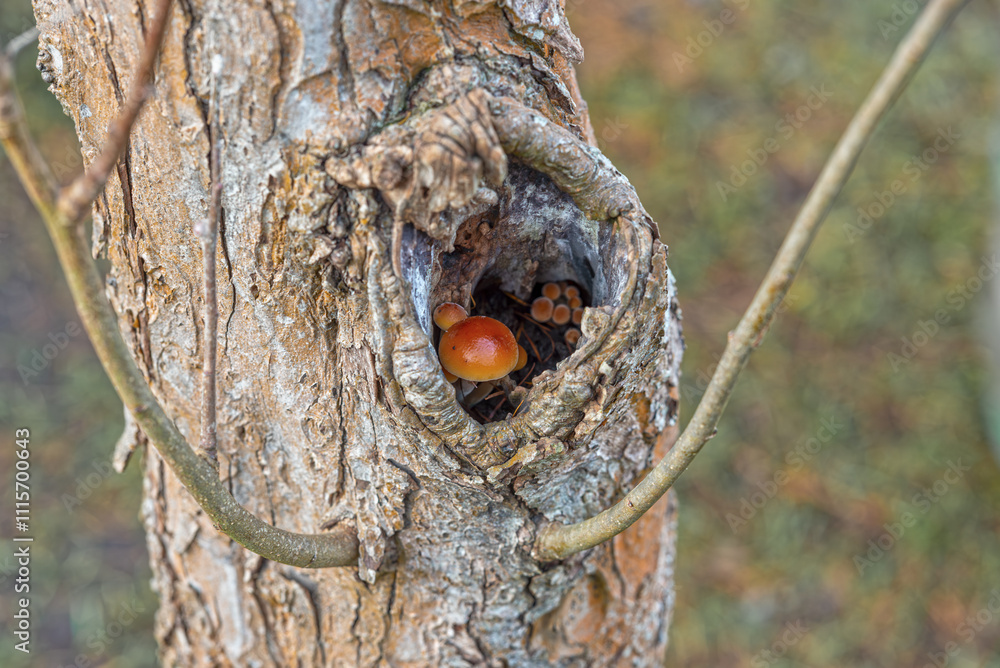 Tree hollow with honey fungus infestation. Armillaria is a genus of ...