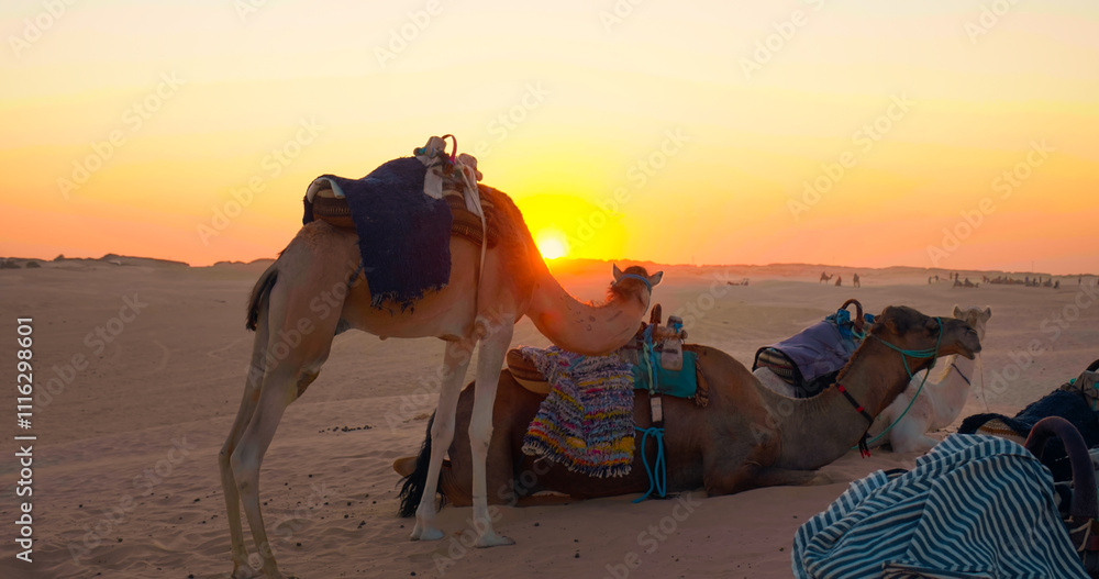 Camels resting outdoors on sand in desert. Sahara traditional means of ...