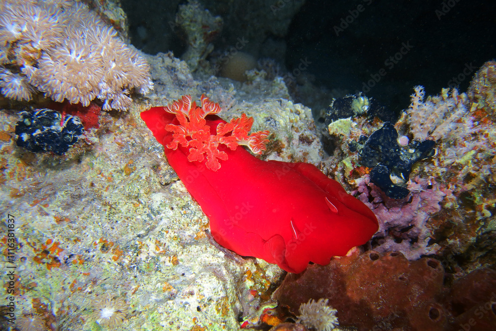 Spanish dancer - sea slug in Red Sea near Marsa Alam by night, Egypt ...