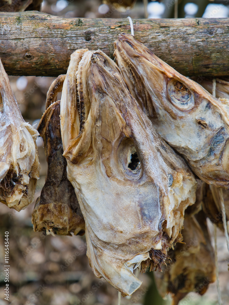 Cod heads drying in the open air in Svolvaer in the Lofoten Islands in ...