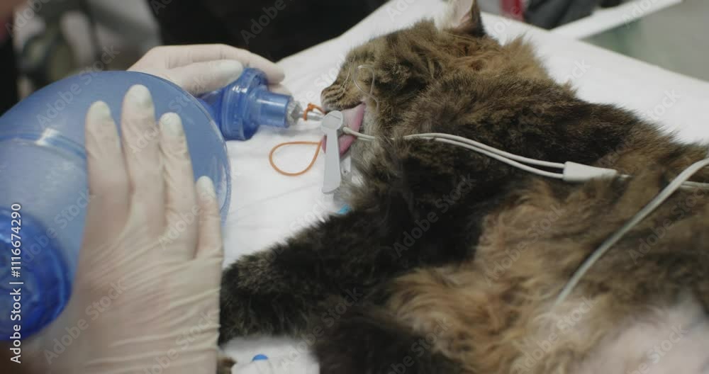 A veterinarian wearing blue gloves administers oxygen to an ...