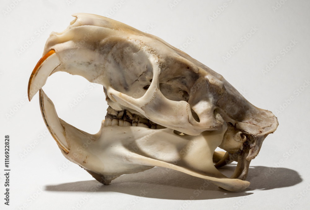 Skull of a nutria or coypu (Myocastor coypus) on a white background ...