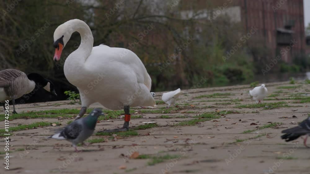 Slow motion of a Mute Swan waddling along a footpath next to the river ...