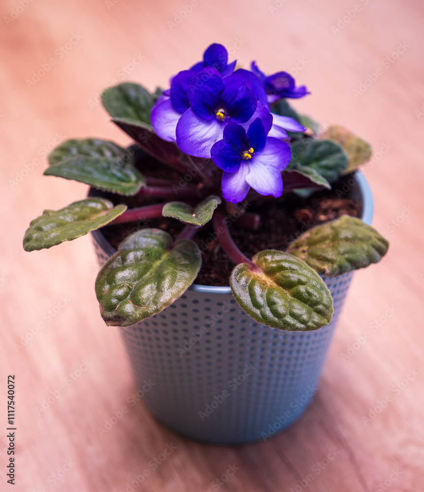 Violet (lat. Viola) is an unpretentious indoor plant. They are ...