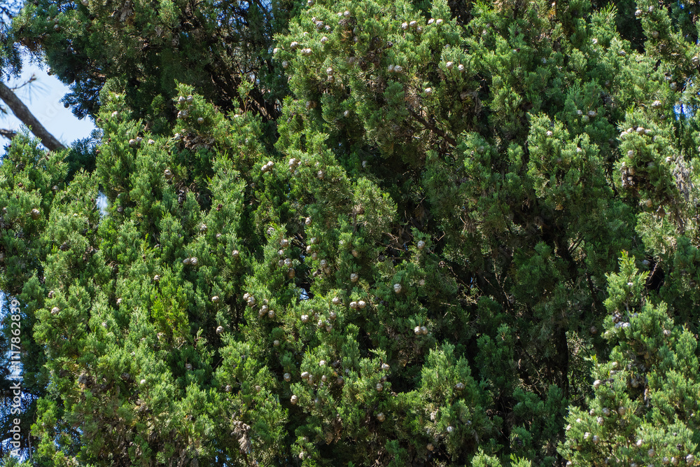Huge number of cones on green branches of large Cupressus sempervirens (Mediterranean cypress ...