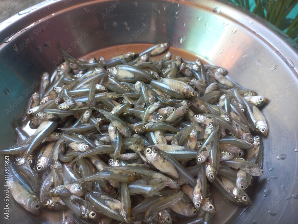 Haldi namak ka mishran kiya hua choti machli,fresh pond small fish of ...