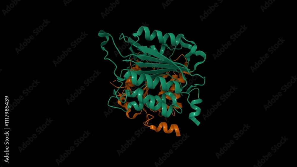 Crystal structure of a dimeric caspase-9. Animated 3D cartoon and ...