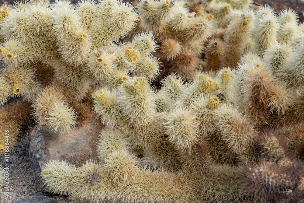 Cholla Cactus Garden Trail，Colorado Desert section of the Sonoran ...