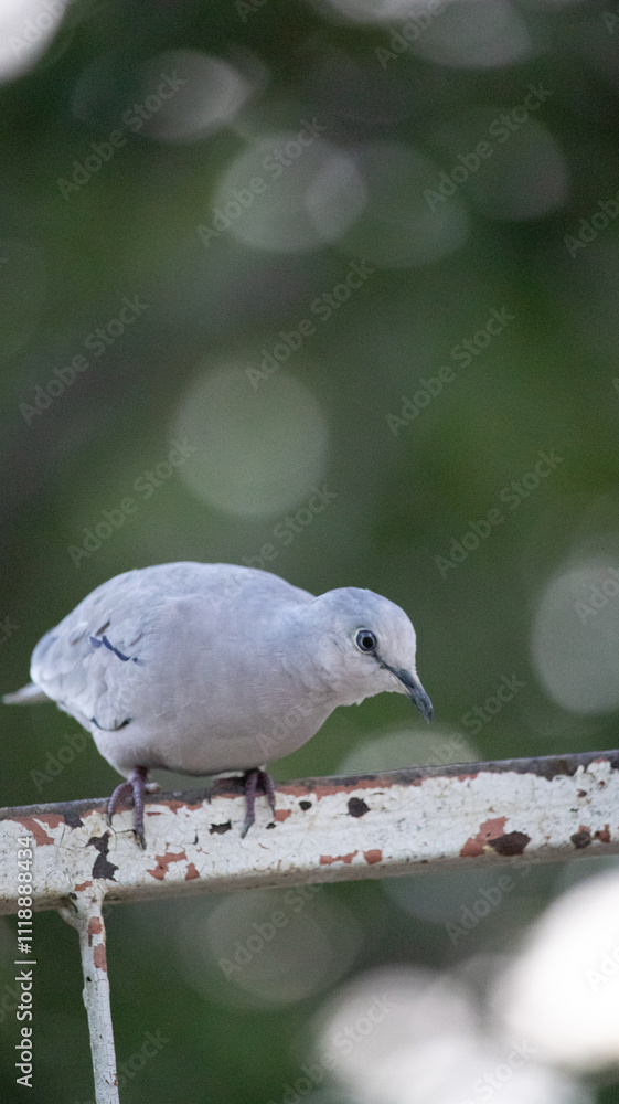 The picui dove, popularly known as the pajeú dove, São José dove and ...