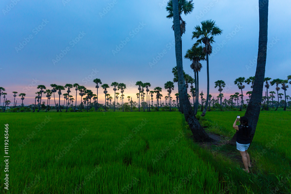 A beautiful sunset at Toddy Palm trees , a symbol tree of Phetchaburi ...