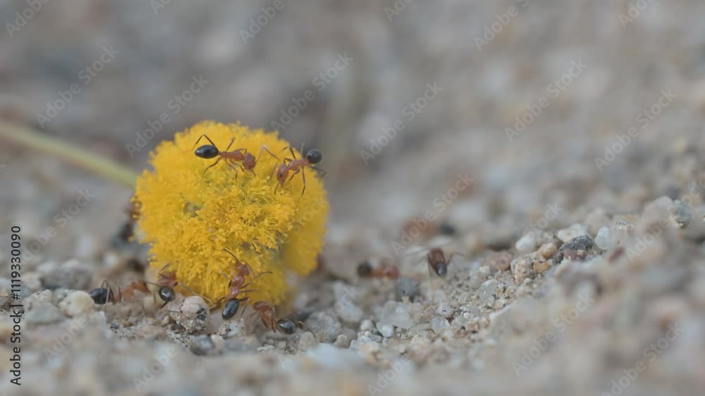 Ants scurry over a yellow flower, macro shot Stock Video | Adobe Stock