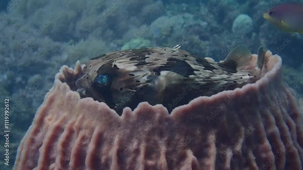A porcupine fish hides in a sea sponge. A puffer fish hides inside a ...