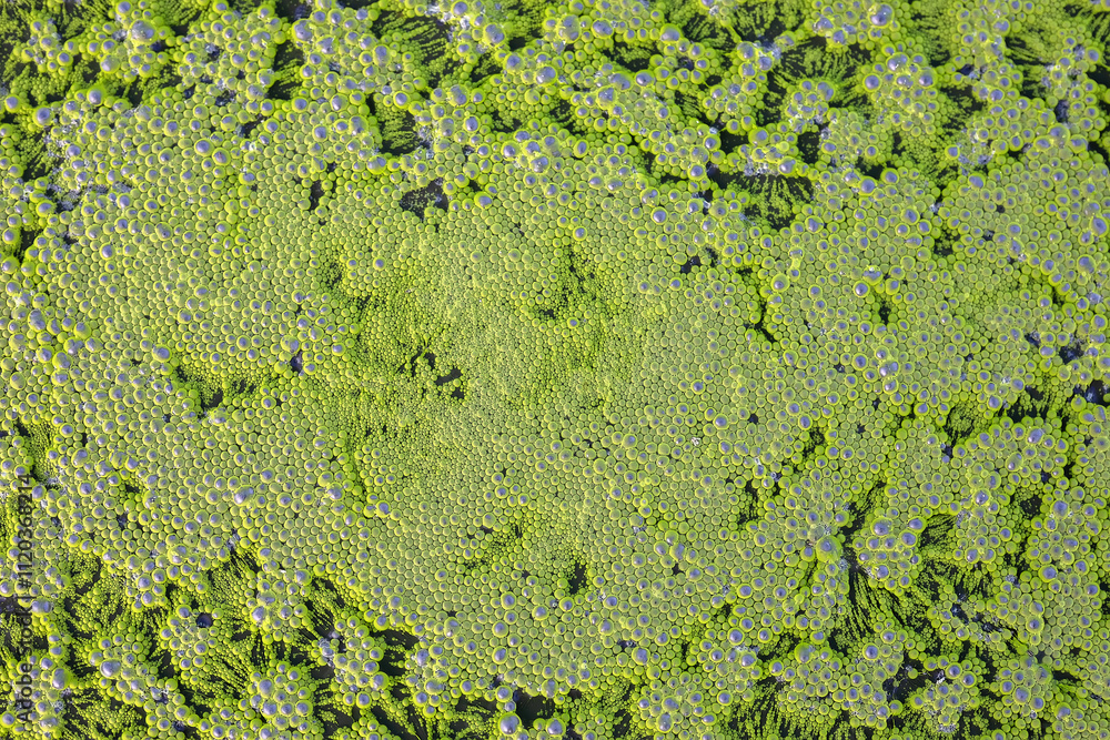 Bubbles on rotten water surface. methane, bubbles, carbon dioxide which ...