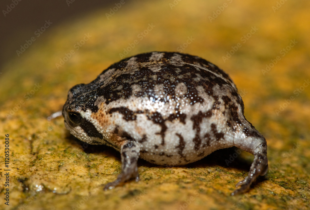 Poster A cute Rose's rain frog (Breviceps rosei), also known as Rose's ...