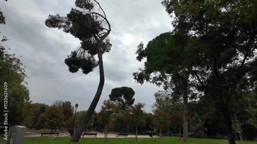A uniquely shaped crooked tree stands as the centerpiece of a tranquil ...