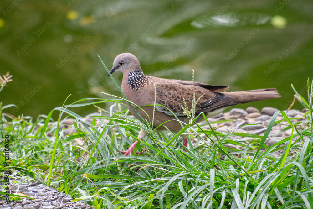 The zebra dove (Geopelia striata), also known as the barred ground dove ...