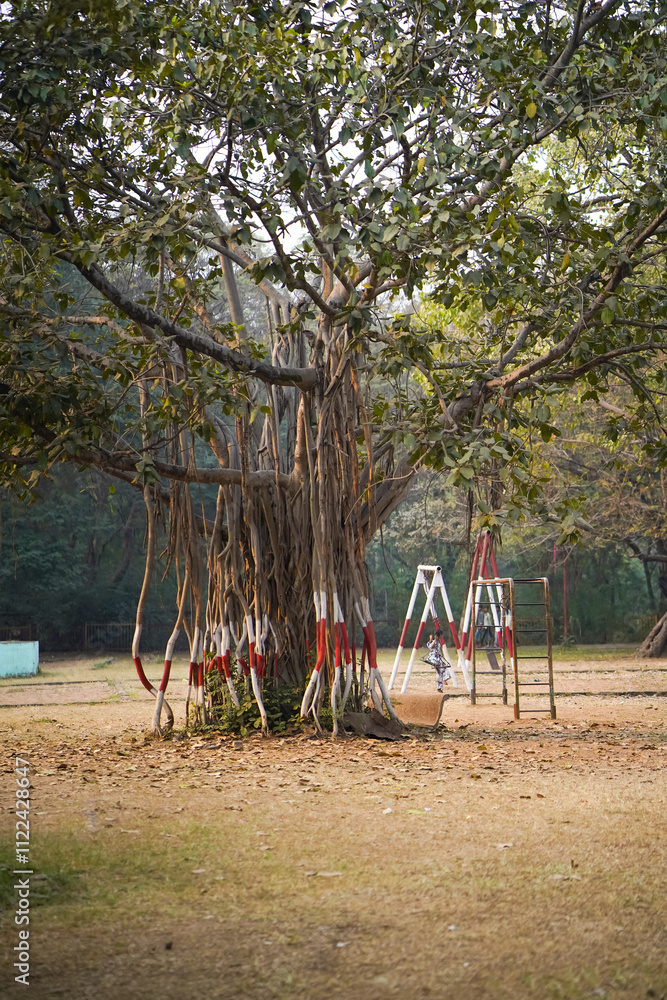 banyan tree with painted roots, banyan tree in a playground, tree and ...