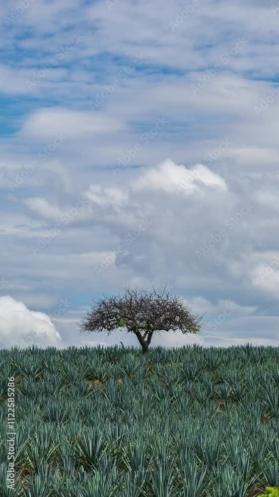 time lapse de campo de agave en el paisaje agavero en tequila jalisco ...