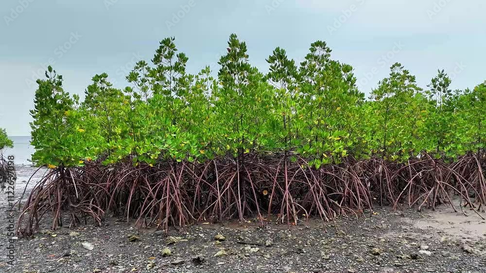 Video „mangrove trees on the coast to resist abrasion and erosion ...
