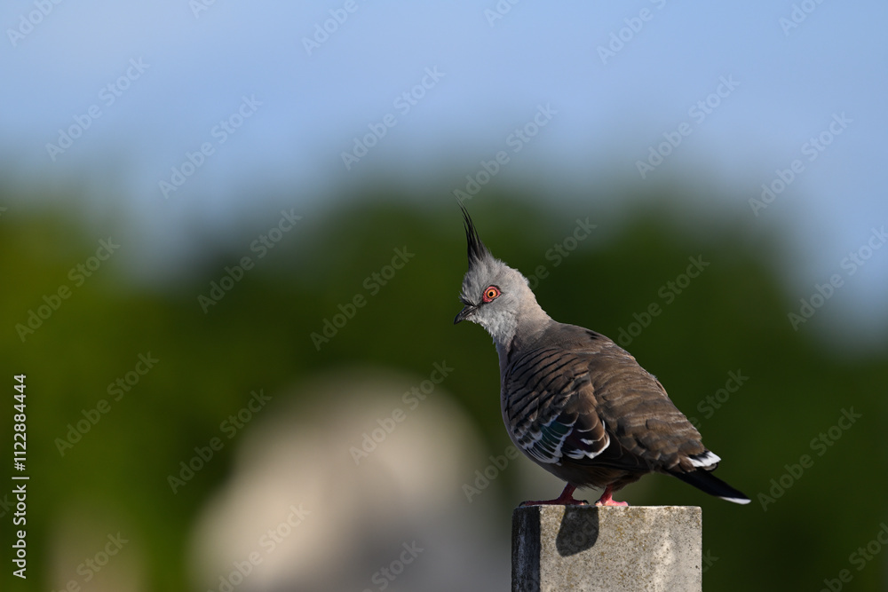 Crested pigeon standing atop a stone structure, its head turned and ...
