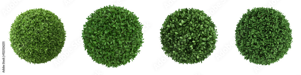 Perfectly sculpted and manicured boxwood topiary bush garden element ...