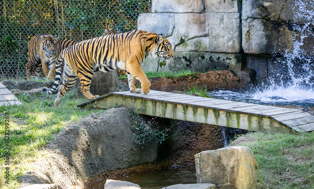 Female Sumatran Tiger at the zoo. Critically endangered native to the ...