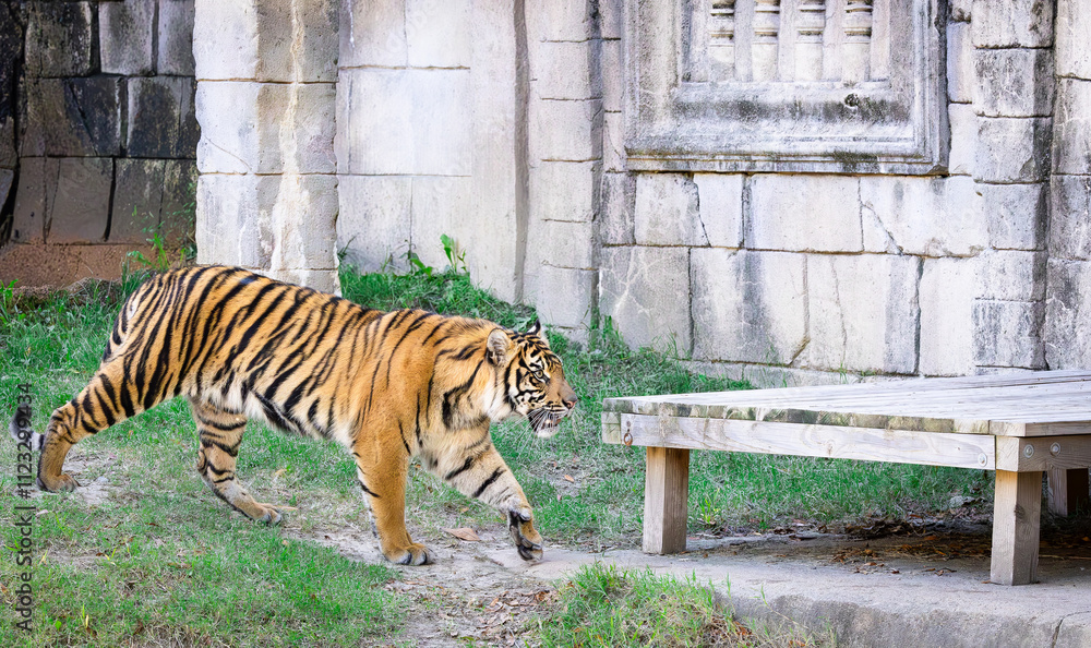 Female Sumatran Tiger at the zoo. Critically endangered native to the ...