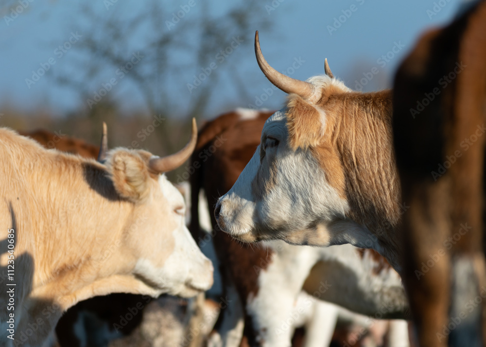 Cow head close up with blurred cows in background, selective focus on ...