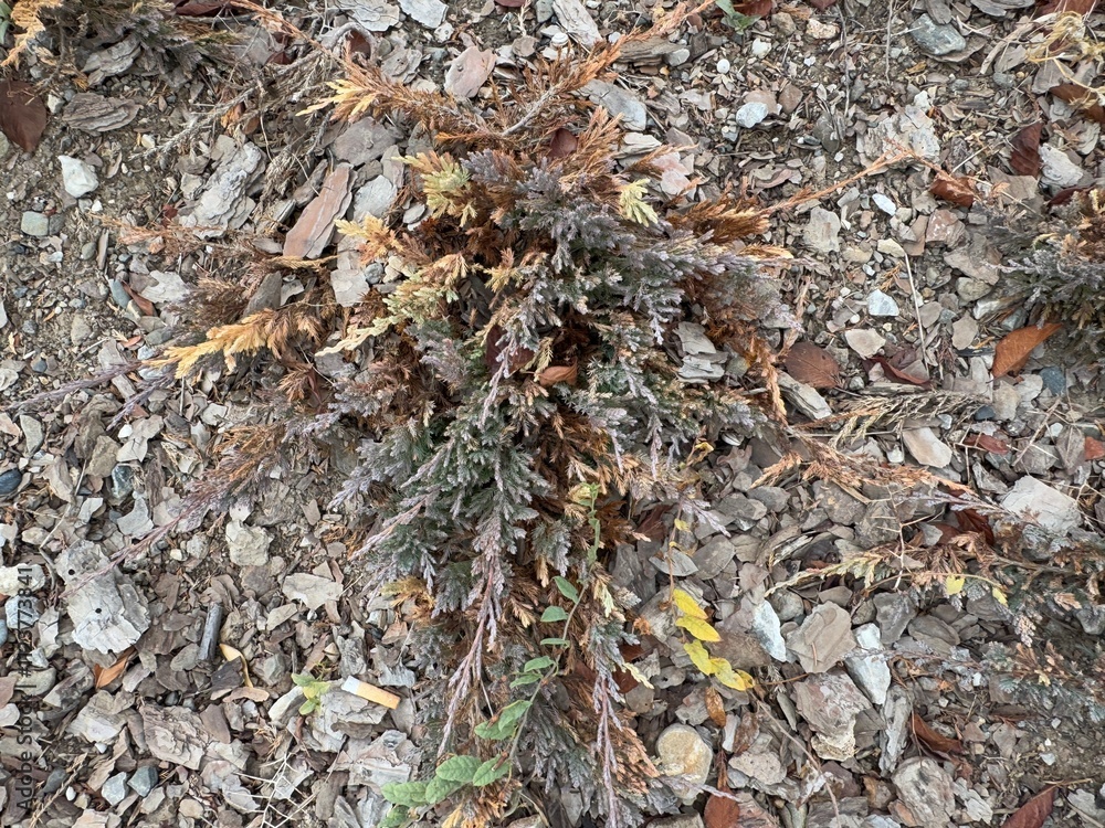 Close-up of Creeping juniper (Juniperus horizontalis) 'Douglasii'. Low ...