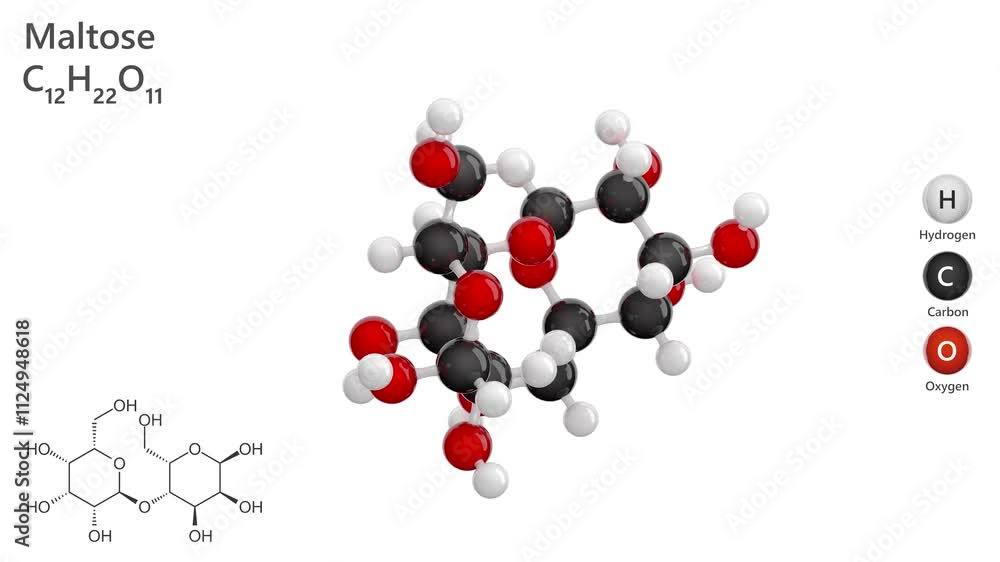 Maltose. Malt sugar. Animated 3D model of a molecule. Molecular formula ...